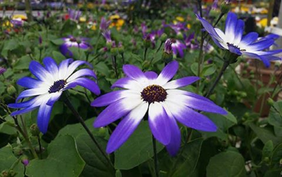 Plant Gallery | Suffolk Plant Centre