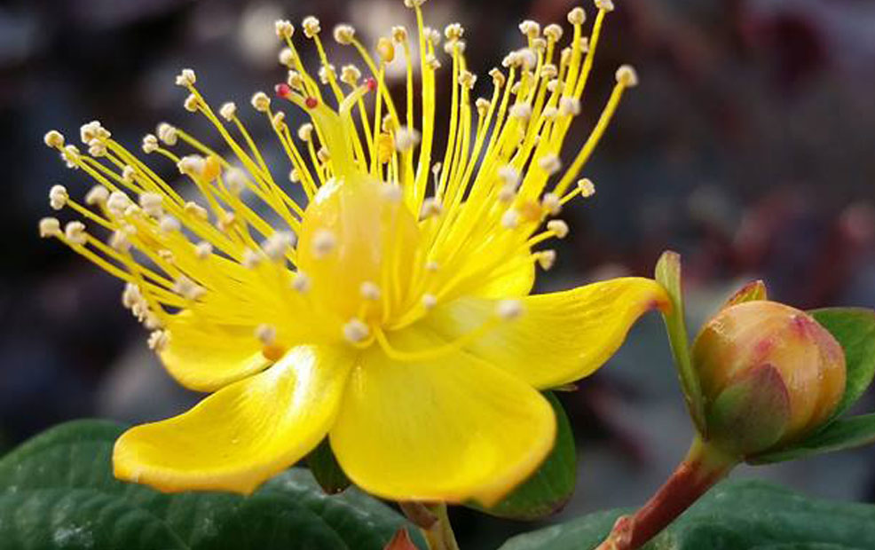 Plant Gallery | Suffolk Plant Centre